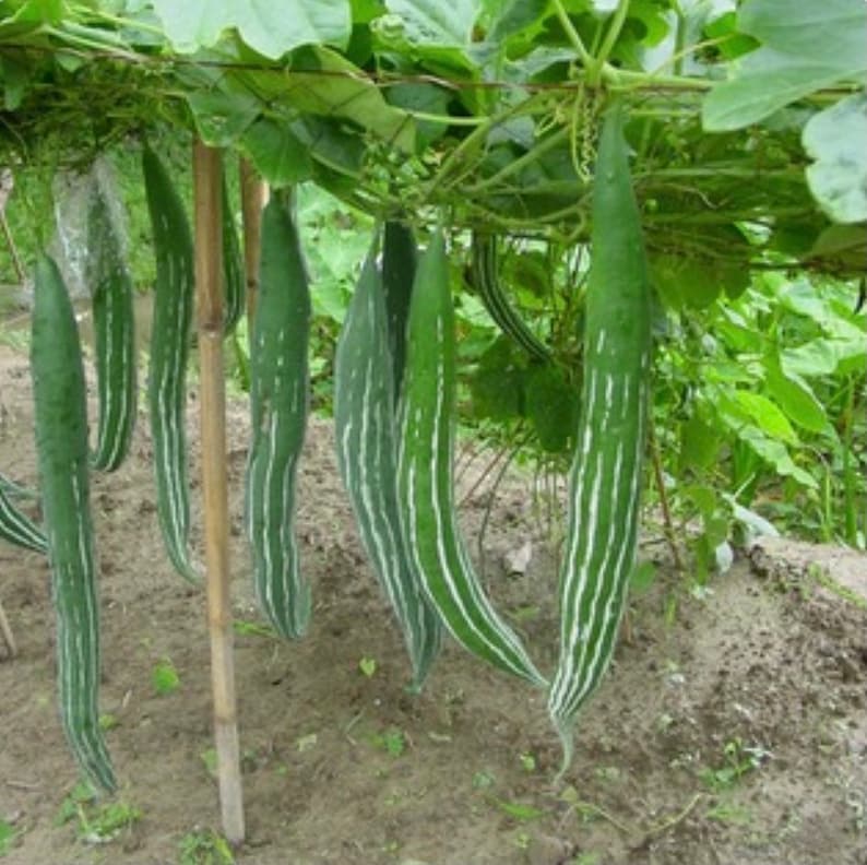 Snake Gourd Seeds (asian Vegetable) Buag Ngu,or Naga , Asian Vegetable ...