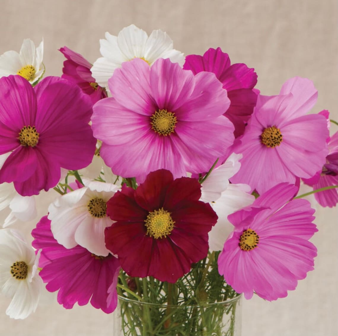 Dwarf Cosmos Mix Seeds - Etsy