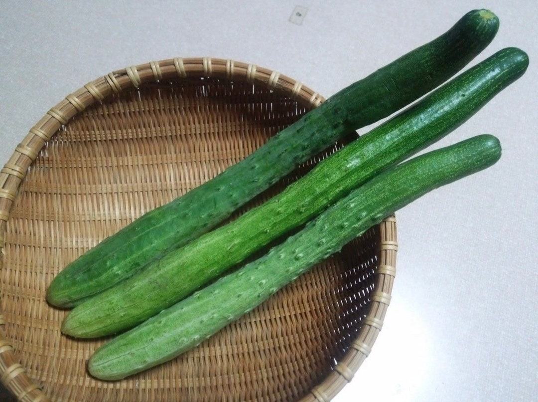 Yamato Sanjaku Cucumber Seeds ,japanese Long Cucumber Seeds - Etsy