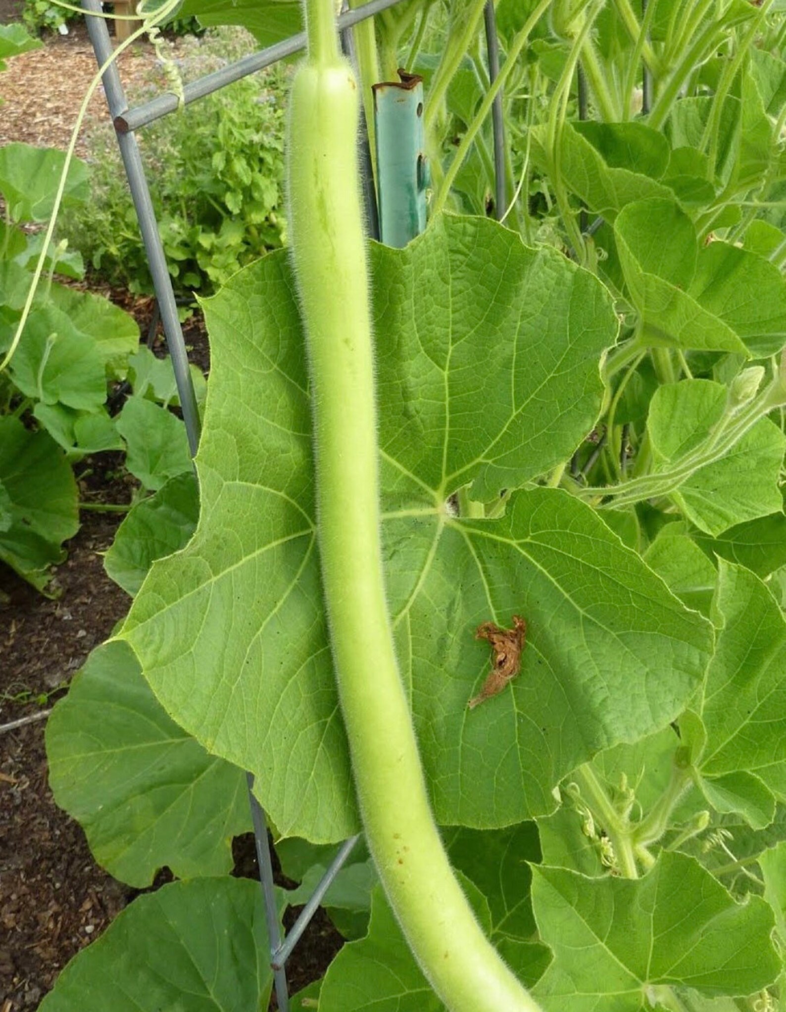 Cucuzzi Culinary Gourd Seeds,italian Snake Gourd - Etsy