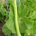 Cucuzzi Culinary Gourd Seeds,italian Snake Gourd - Etsy