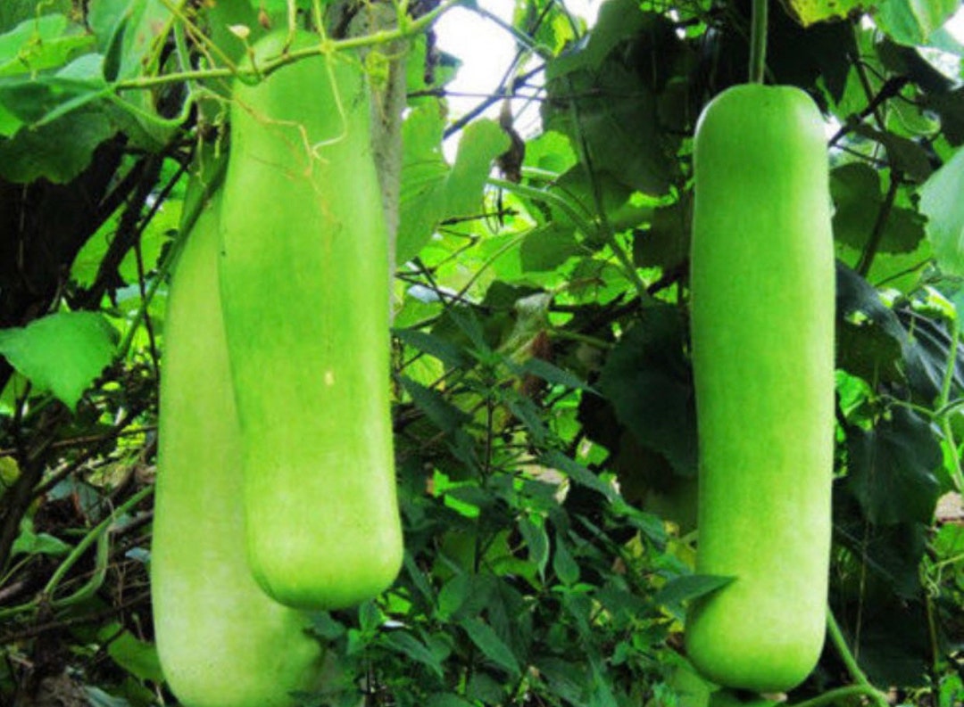 Long Bottle Gourd Nam Tao Yao Seeds (asian Vegetable) - Etsy