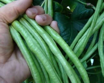 White Seeded Yard Long Bean Seeds | Etsy