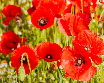 Red Corn Poppy Seeds 100 Seeds - Etsy