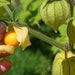 Ground Cherry Giant Poha Berry Seeds Physalis Peruviana | Etsy