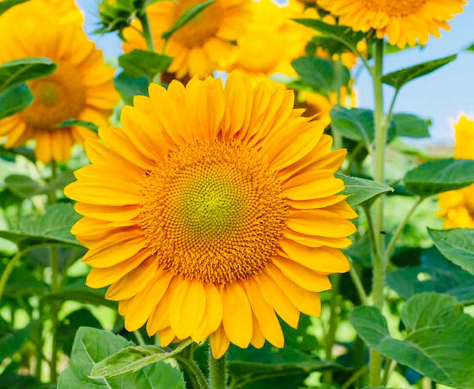 Procut® Gold Lite DMR Sunflower Seeds (15 Seeds) - Etsy