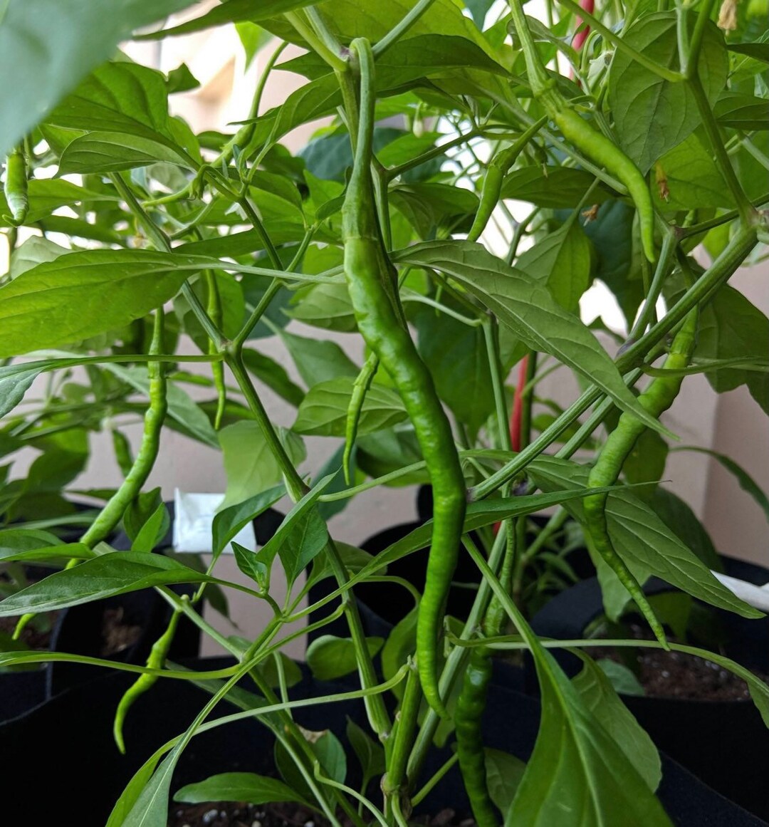 Himo Togarashi Japanese Pepper Seeds (10 Seeds) - Etsy