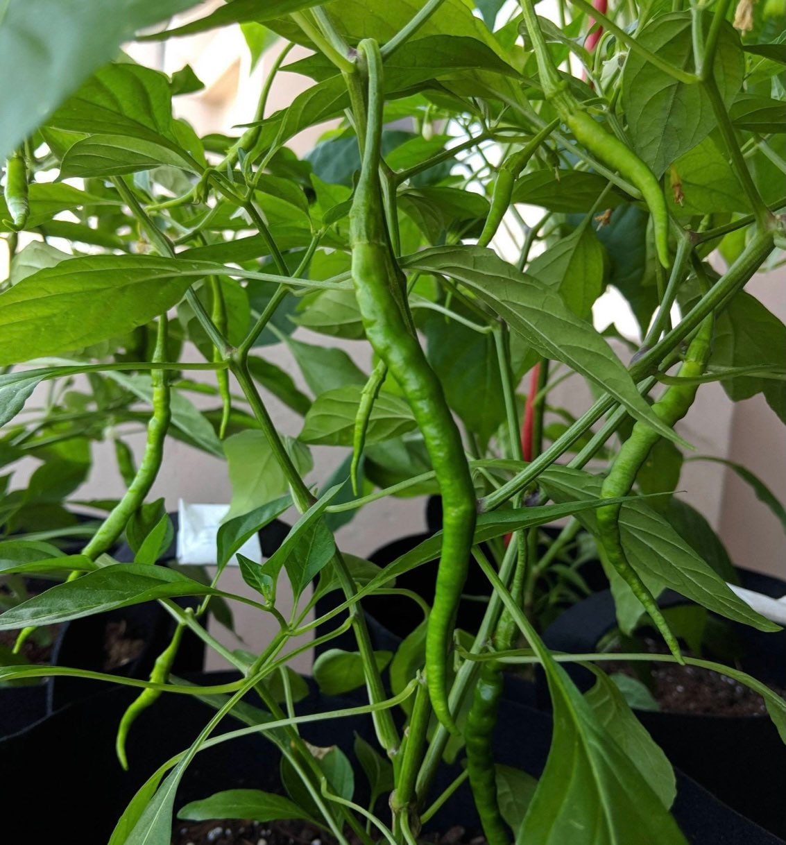 Himo Togarashi Japanese Pepper Seeds 10 Seeds - Etsy