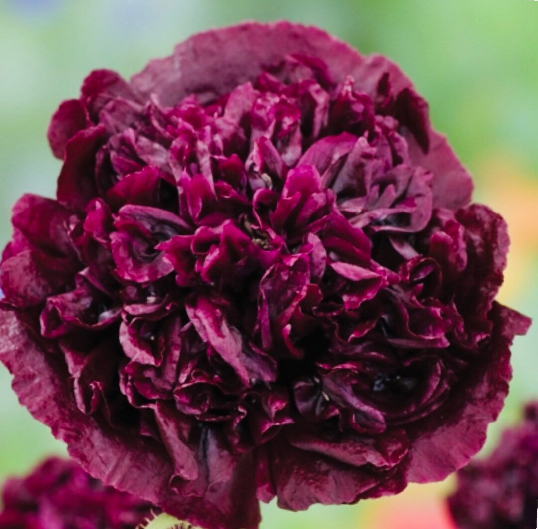 Black Peony Poppy Papaver Paeoniflorum Seeds 50 Seeds - Etsy