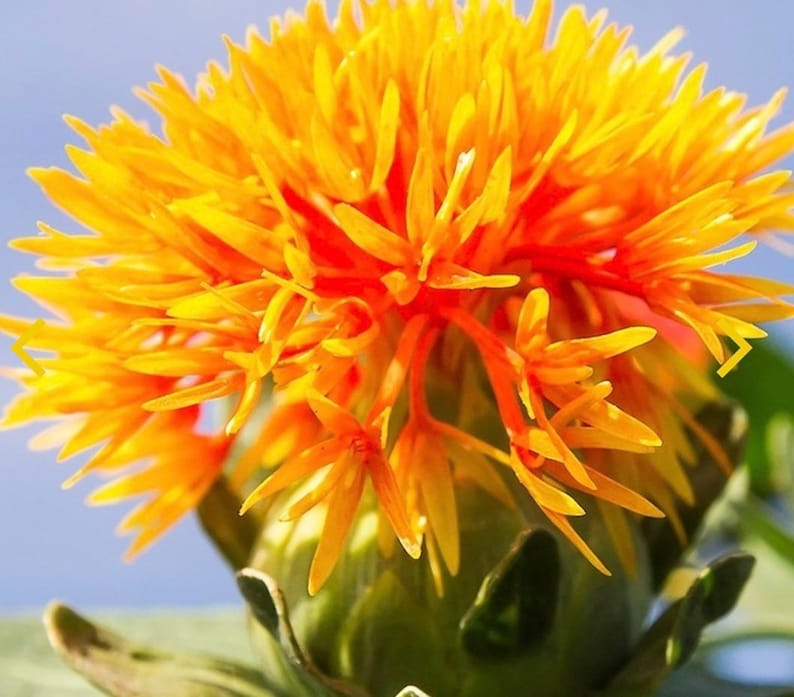 Safflower Seeds - Etsy