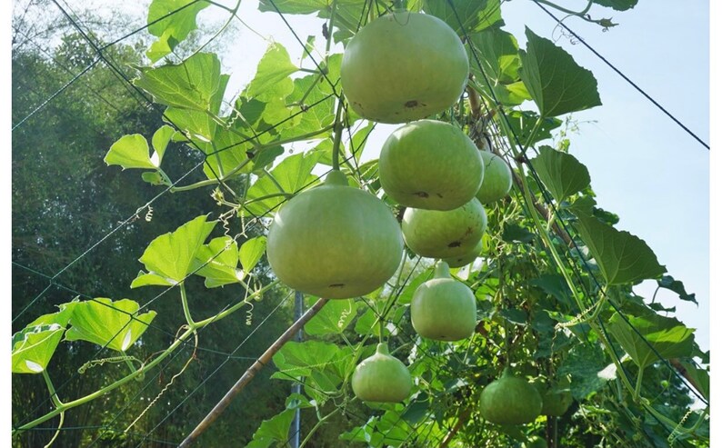 Bottle Gourd Round Seeds - Etsy