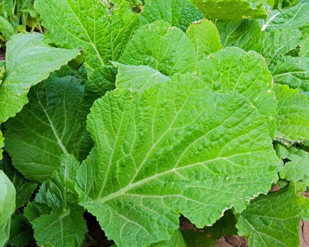 Thai Mustrad Green Seeds - Etsy