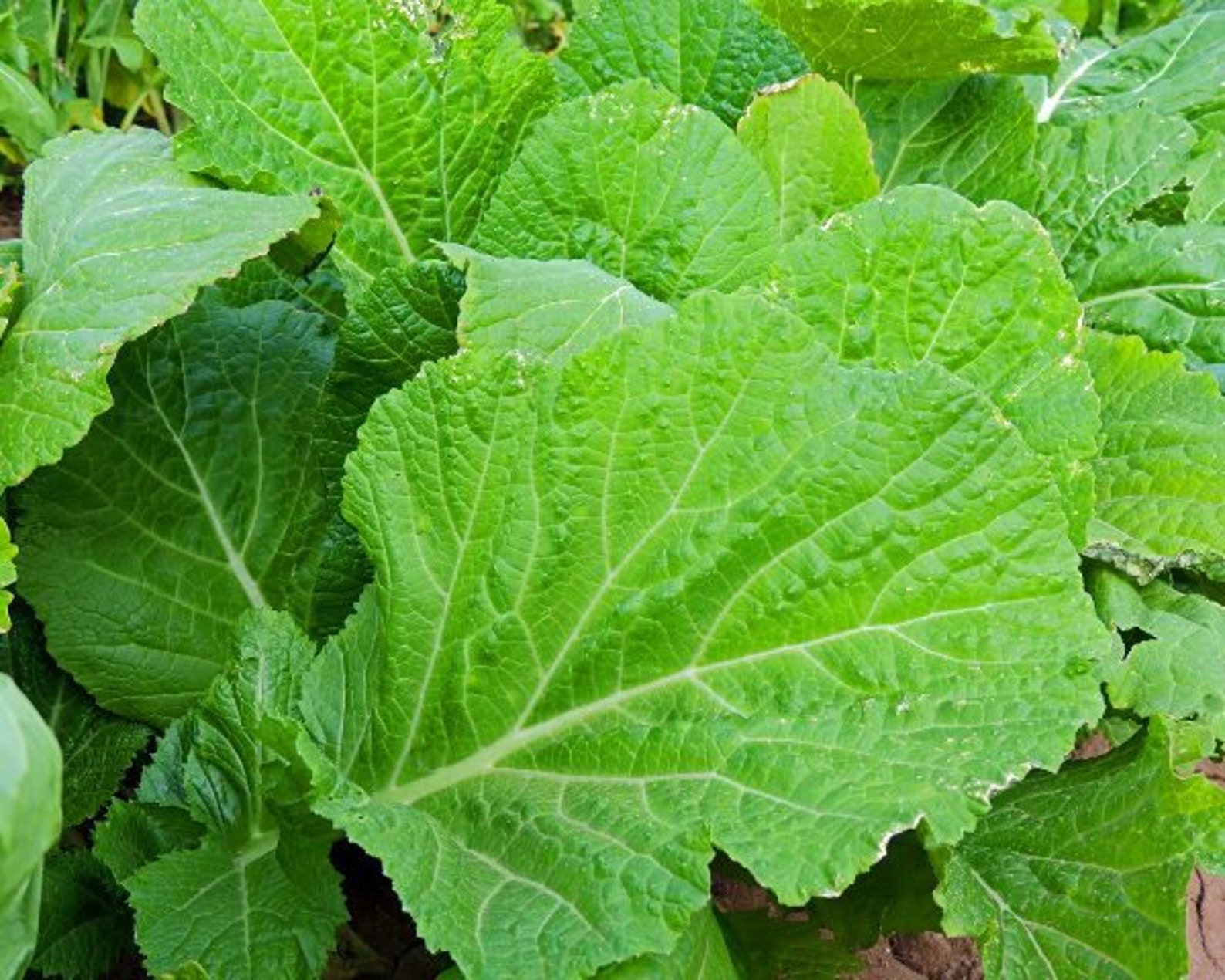 Thai Mustrad Green Seeds - Etsy