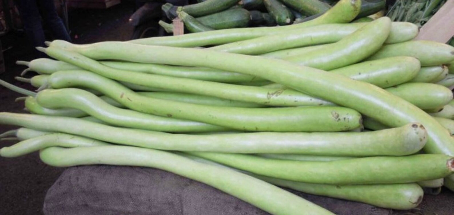 Cucuzzi Culinary Gourd Seeds,italian Snake Gourd - Etsy