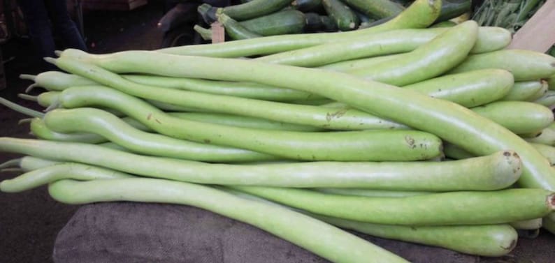 Cucuzzi Culinary Gourd Seeds,italian Snake Gourd - Etsy