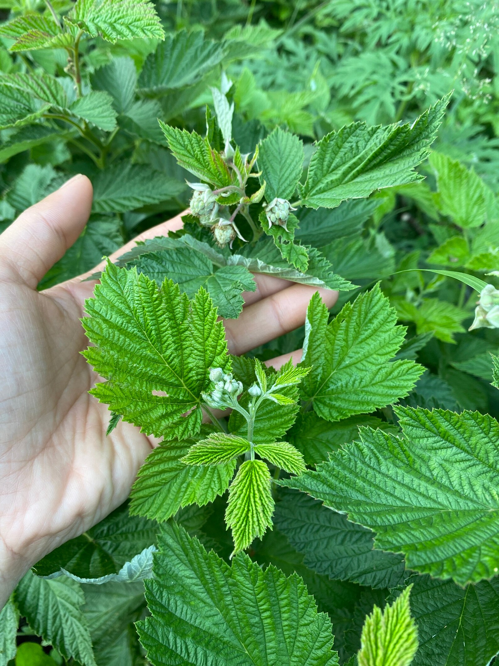 AAC Eden Summer Bearing Raspberry Bare Root 2 Bare Roots | Etsy