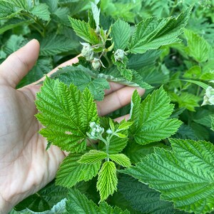 AAC Eden Summer Bearing Raspberry Bare Root 2 Bare Roots - Etsy