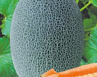 Hami Melon Seeds Sweet Chinese Melons 10 Seeds - Etsy