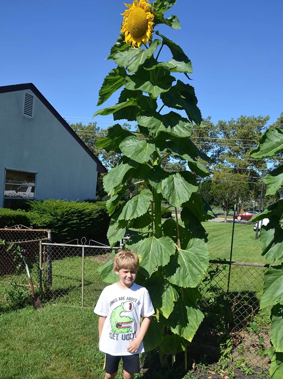 Russian Mammoth Sunflower Seeds (10 Seeds) - Etsy