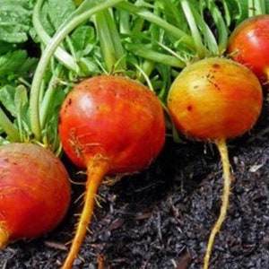 Golden Detroit Beet Seeds - Etsy
