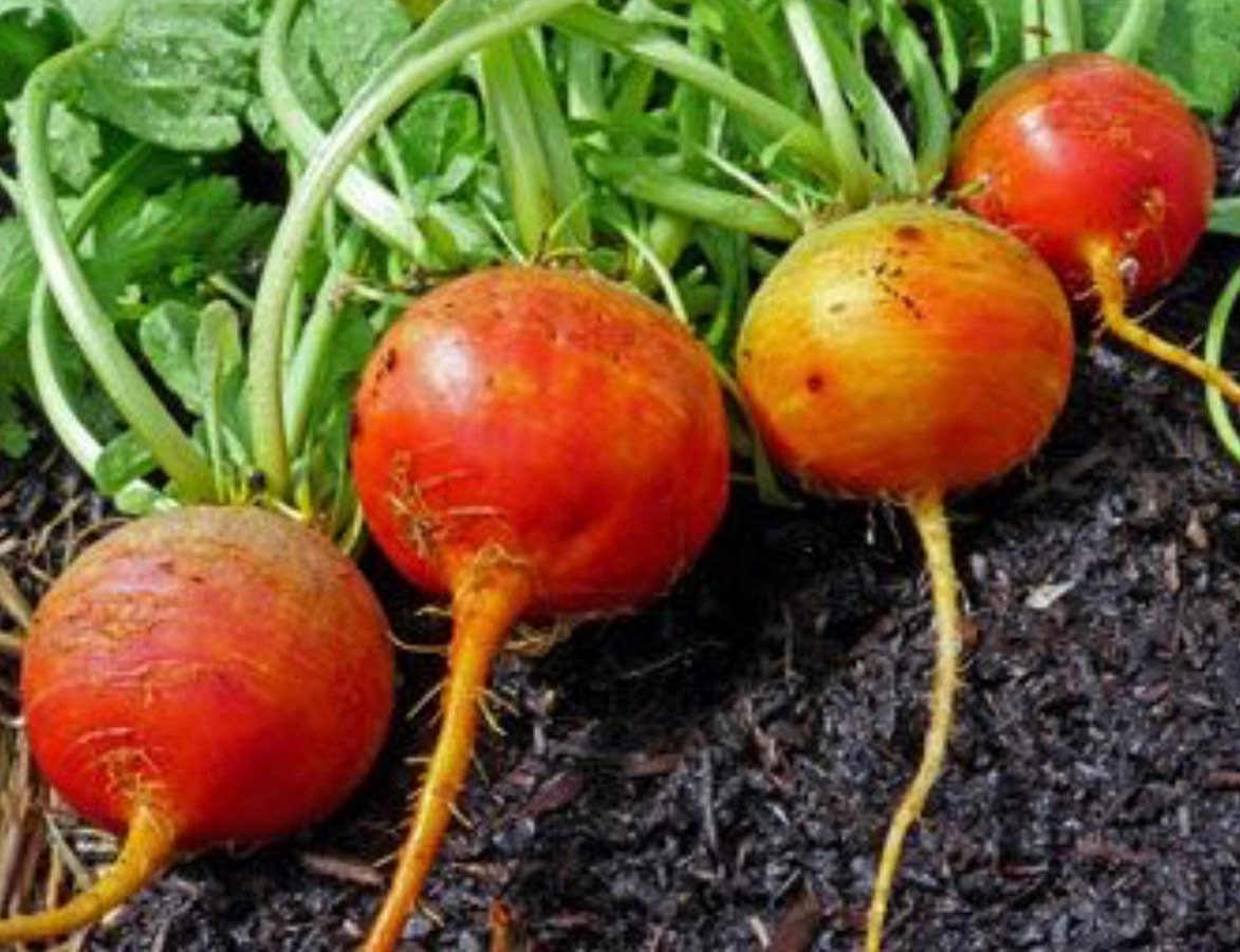 Golden Detroit Beet Seeds - Etsy