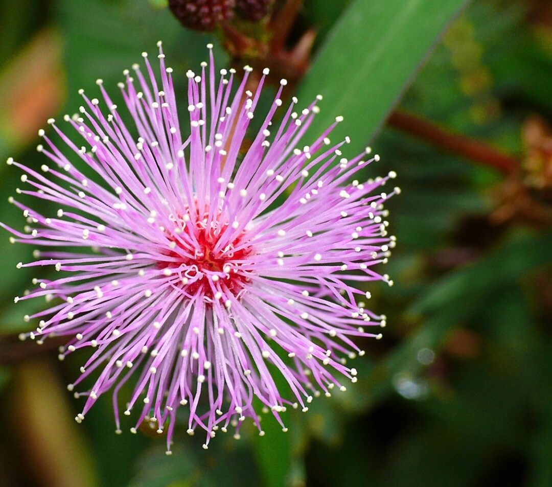 Sensitive Mimosa Pudica Seeds,sunshine Pink - Etsy
