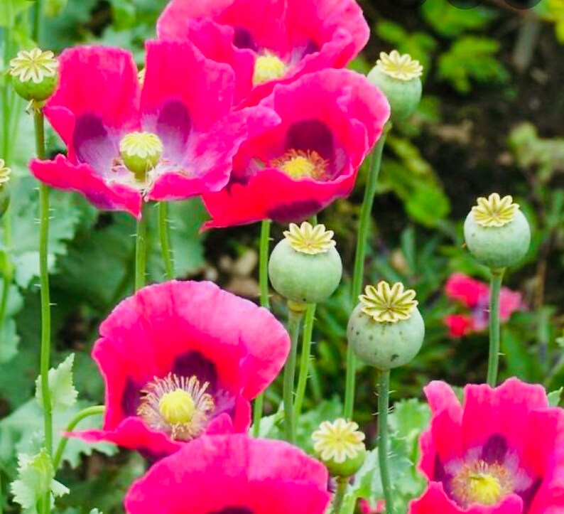Pink Pepperbox Poppy Seeds Papaver Somniferum 50 Seeds | Etsy