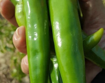 Korean Gochu Pepper Seeds - Etsy