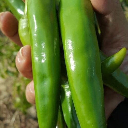 Korean Pepper Put Gochu VITA GREEN Seed 10 Seeds | Etsy