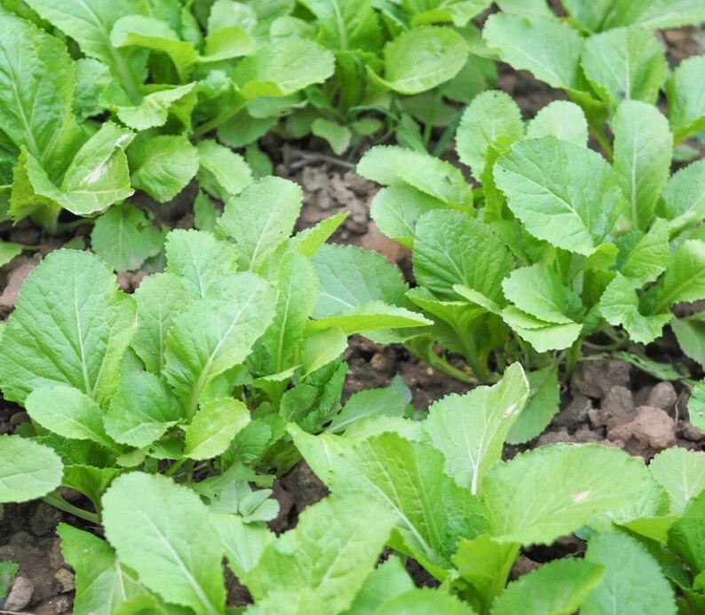 Thai Mustrad Green Seeds - Etsy