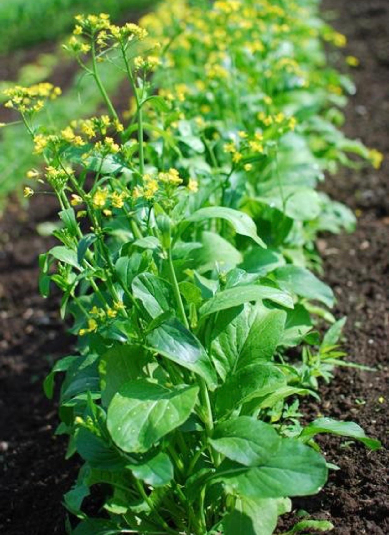 Thai Green Flowering Pak Choy Seeds - Etsy