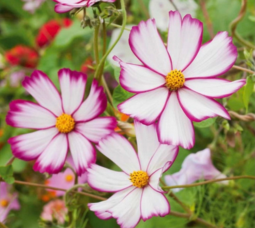 Picotee Cosmo Seeds (50+ Seeds) - Etsy