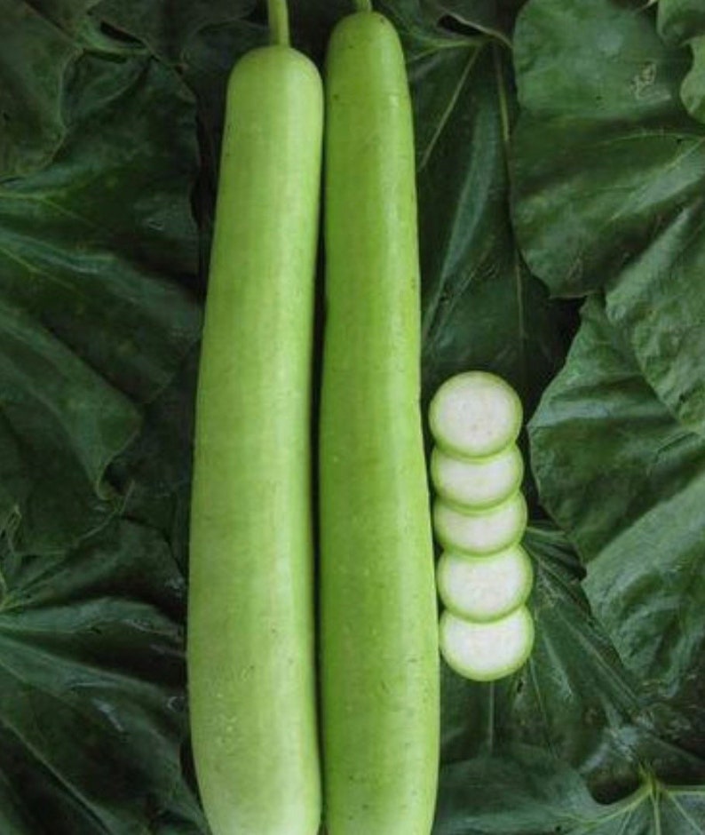 Calabash Long Bottle Gourd Seeds 10seeds - Etsy