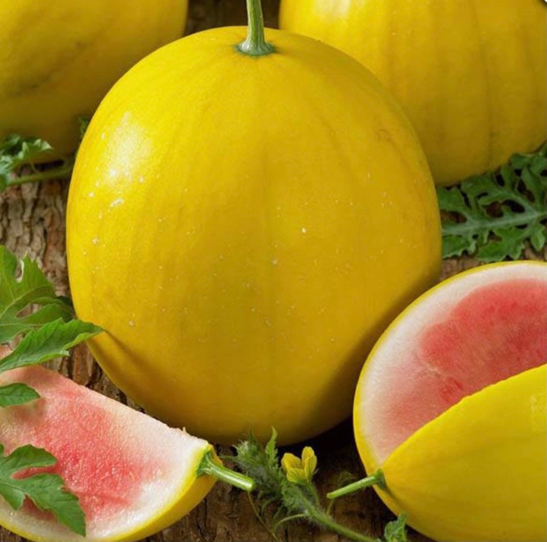 Organic Golden Midget Watermelon Seeds - Etsy