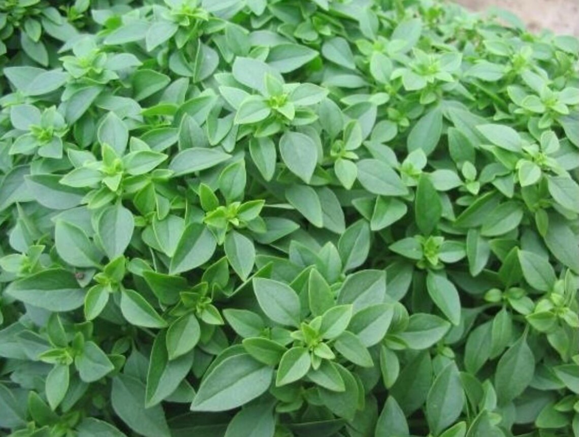 Basil Dwarf Greek Seeds (100+ Seeds) - Etsy