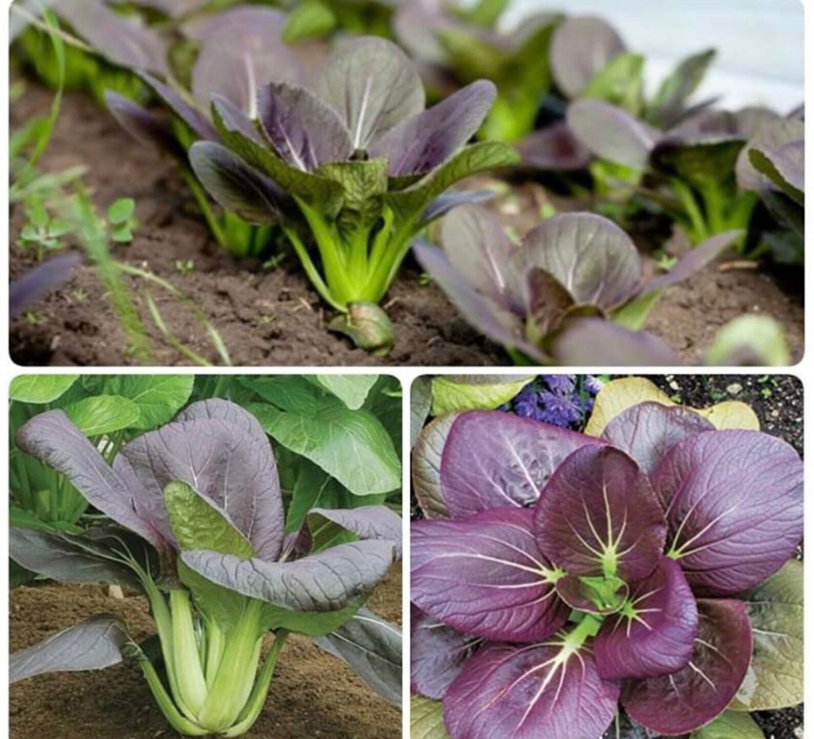 Purple Magic Pak Choi Seeds,hybrid Bok Choi Seeds,asia Vegetable Seeds ...