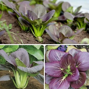 Purple Magic Pak Choi Seeds,hybrid Bok Choi Seeds,asia Vegetable Seeds ...