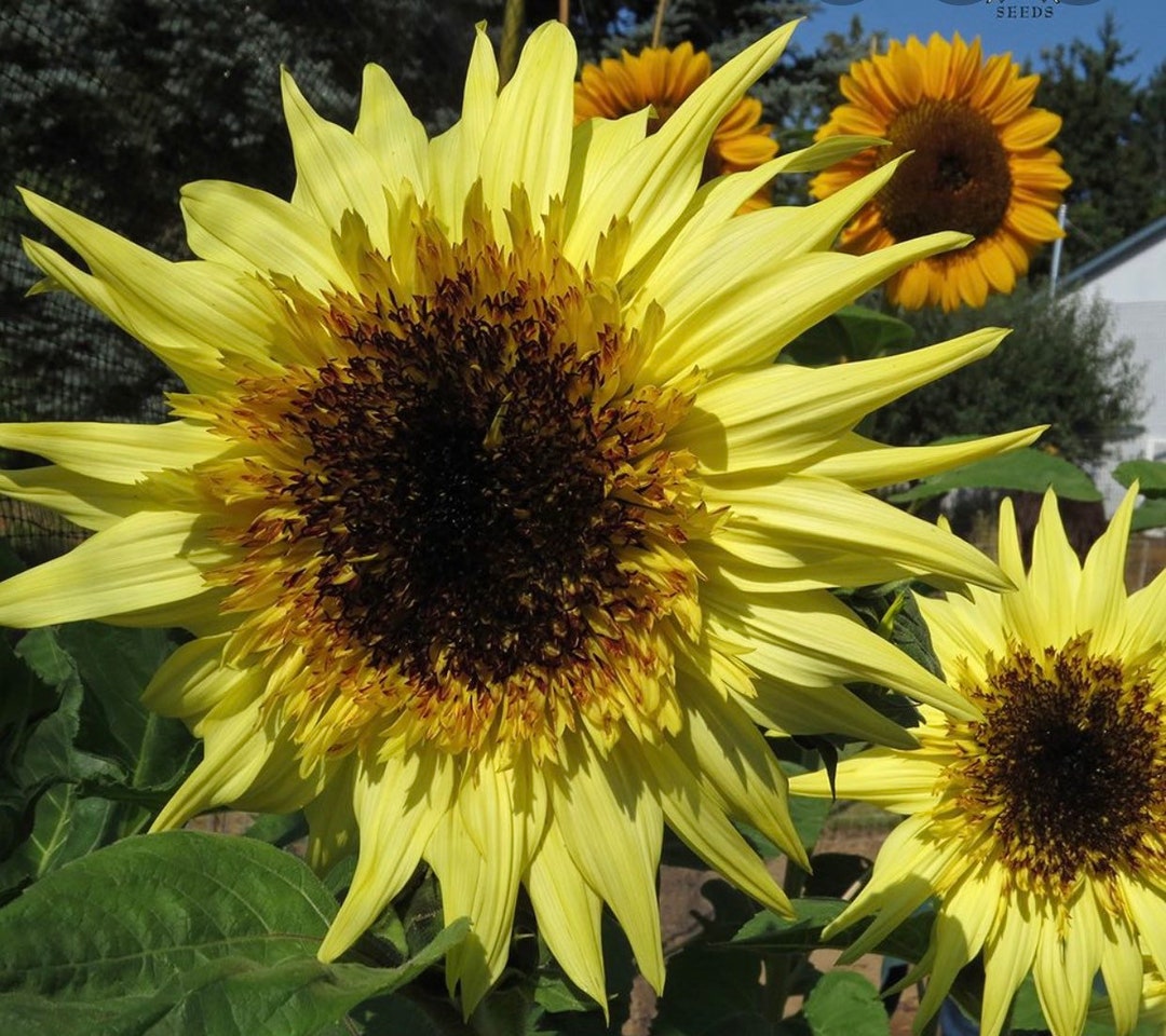 Starburst™ Lemon Éclair Sunflower Seeds (15 Seeds) - Etsy