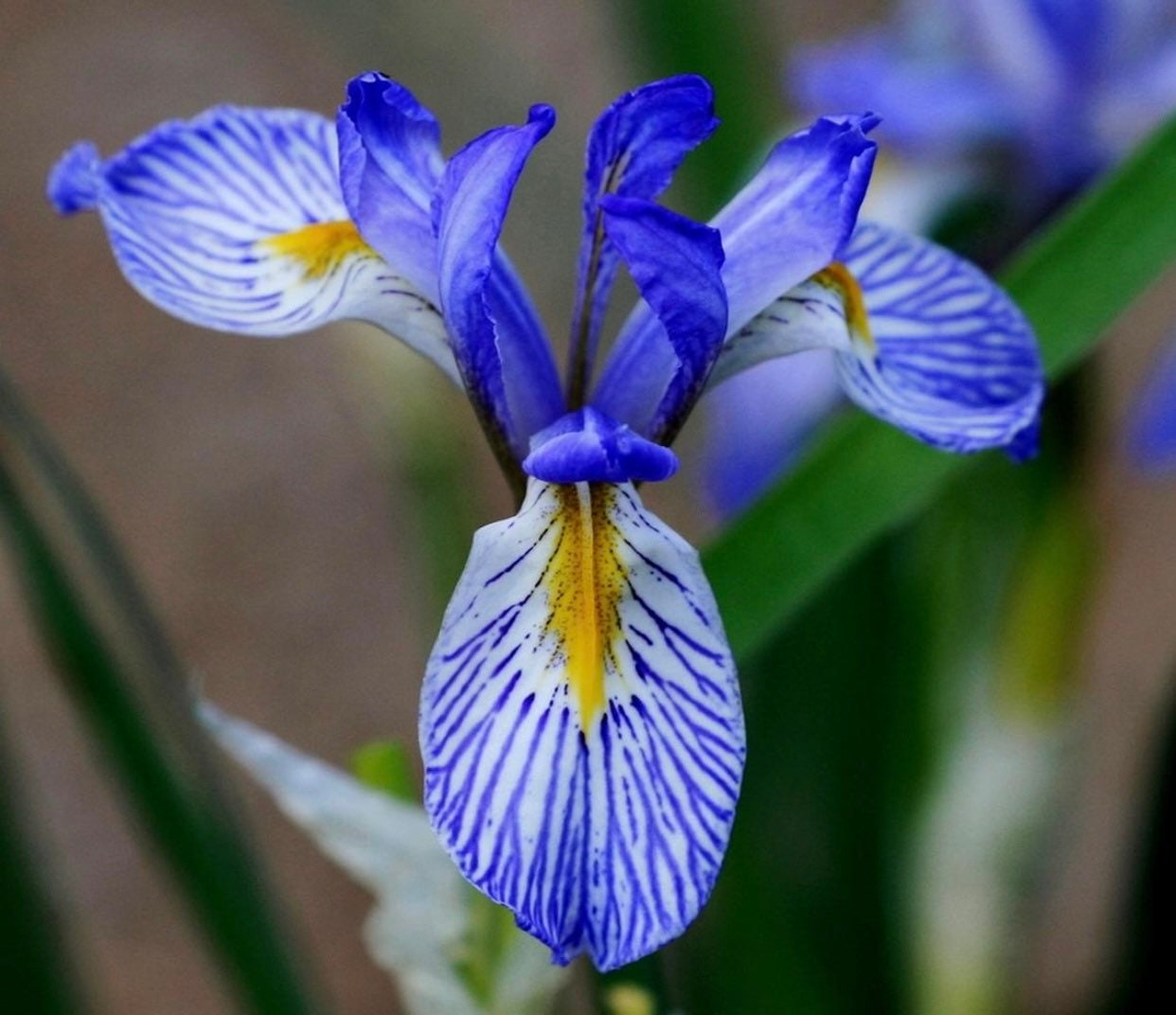Wild Blue Iris Seeds - Etsy