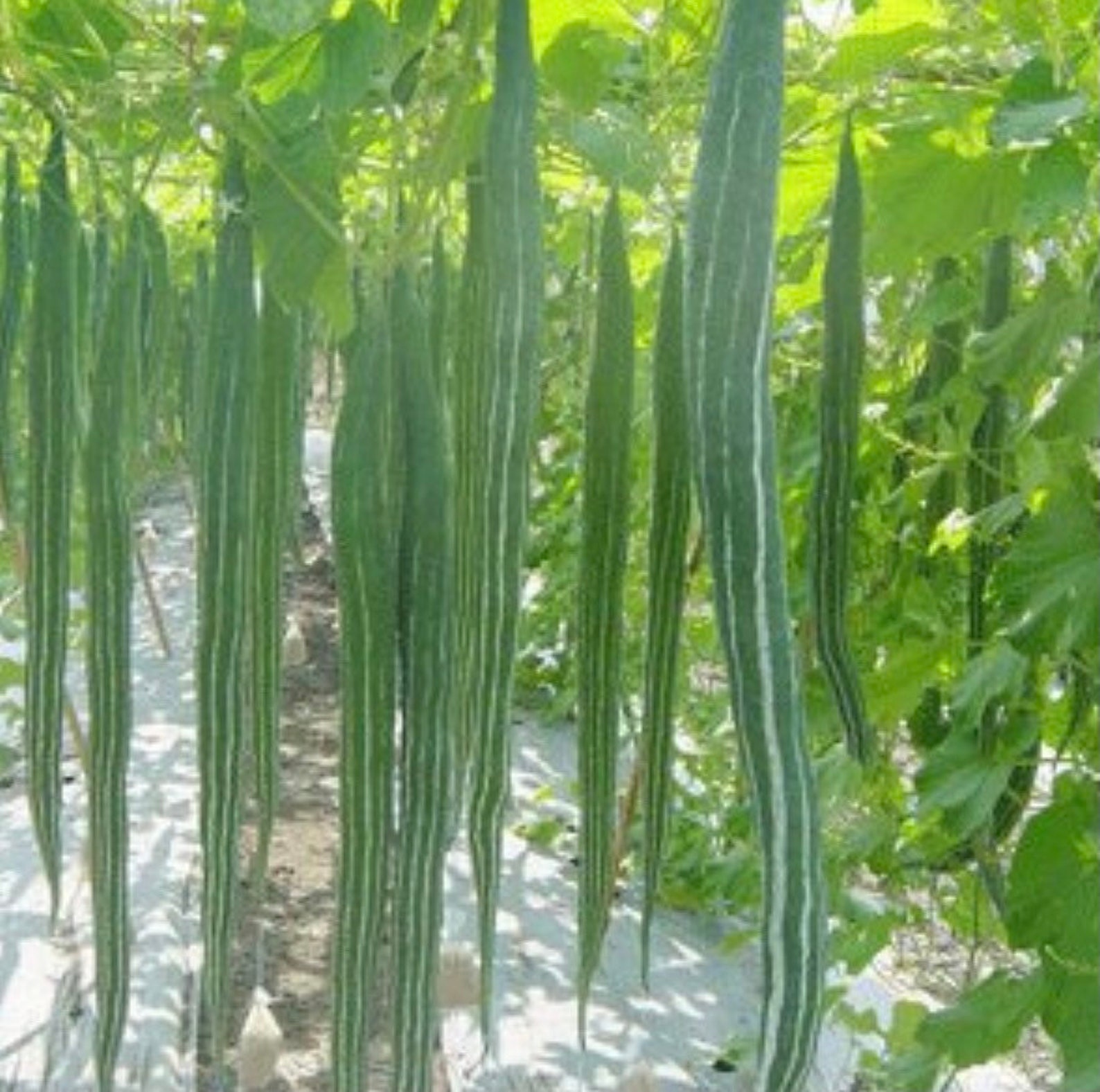 Long Snake Gourd Hybrid Seed,vegetable Seed - Etsy