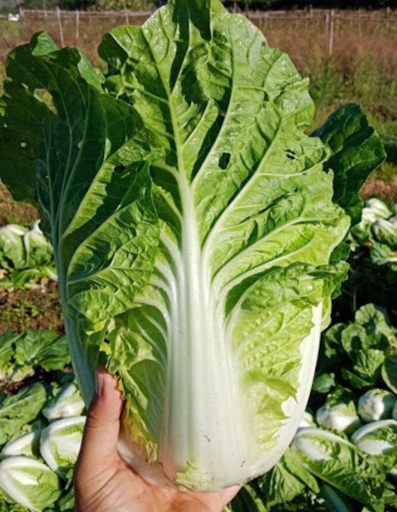 Repollo Napa Que Crece En Contenedores