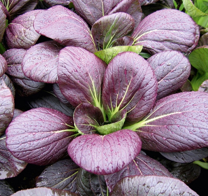 Purple Magic Pak Choi Seeds,hybrid Bok Choi Seeds,asia Vegetable Seeds ...