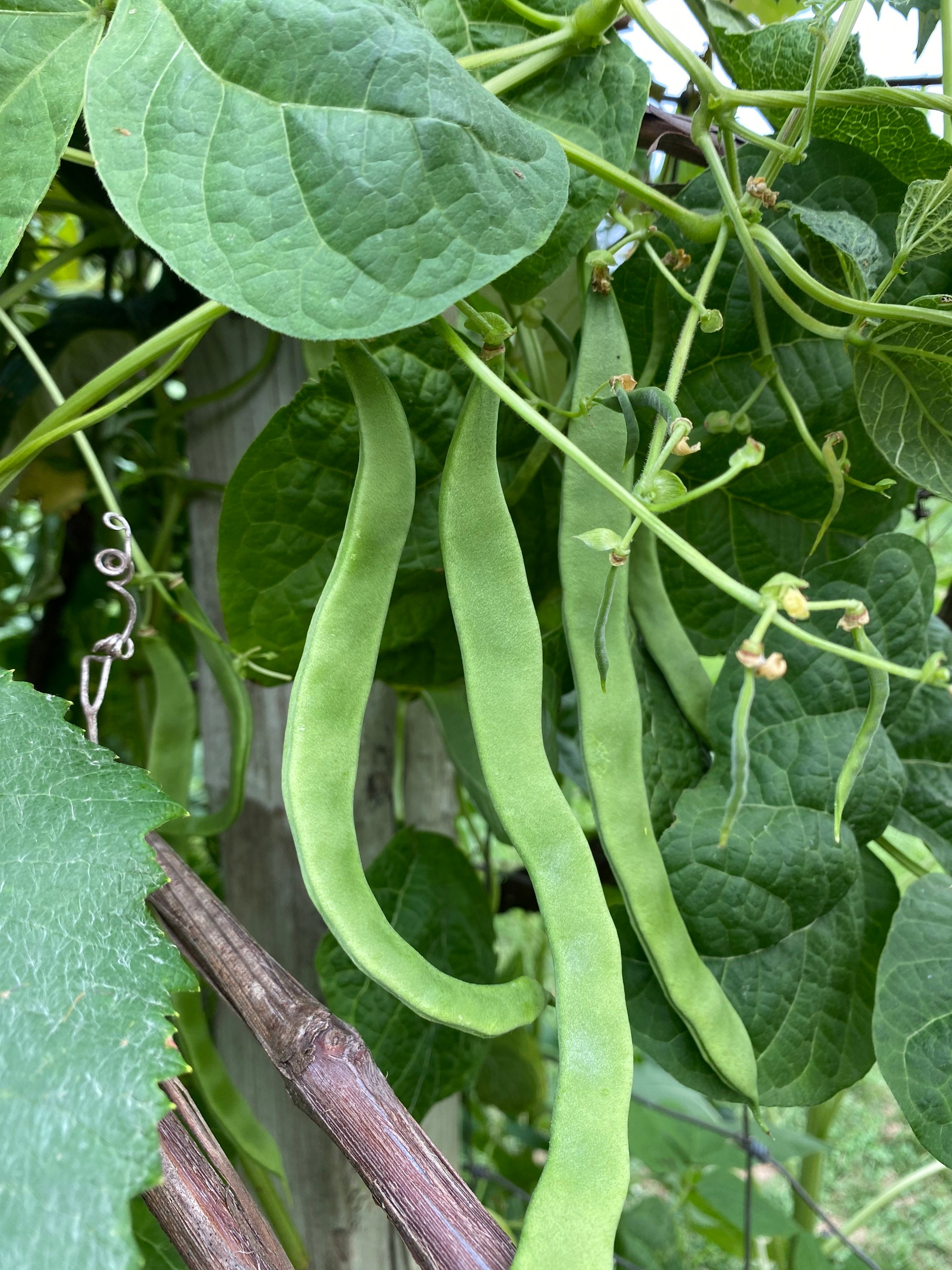 Qing Bian Pole Romano Type Bean Seeds - Etsy
