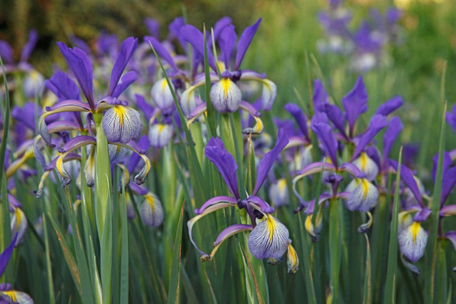 Wild Blue Iris Seeds - Etsy