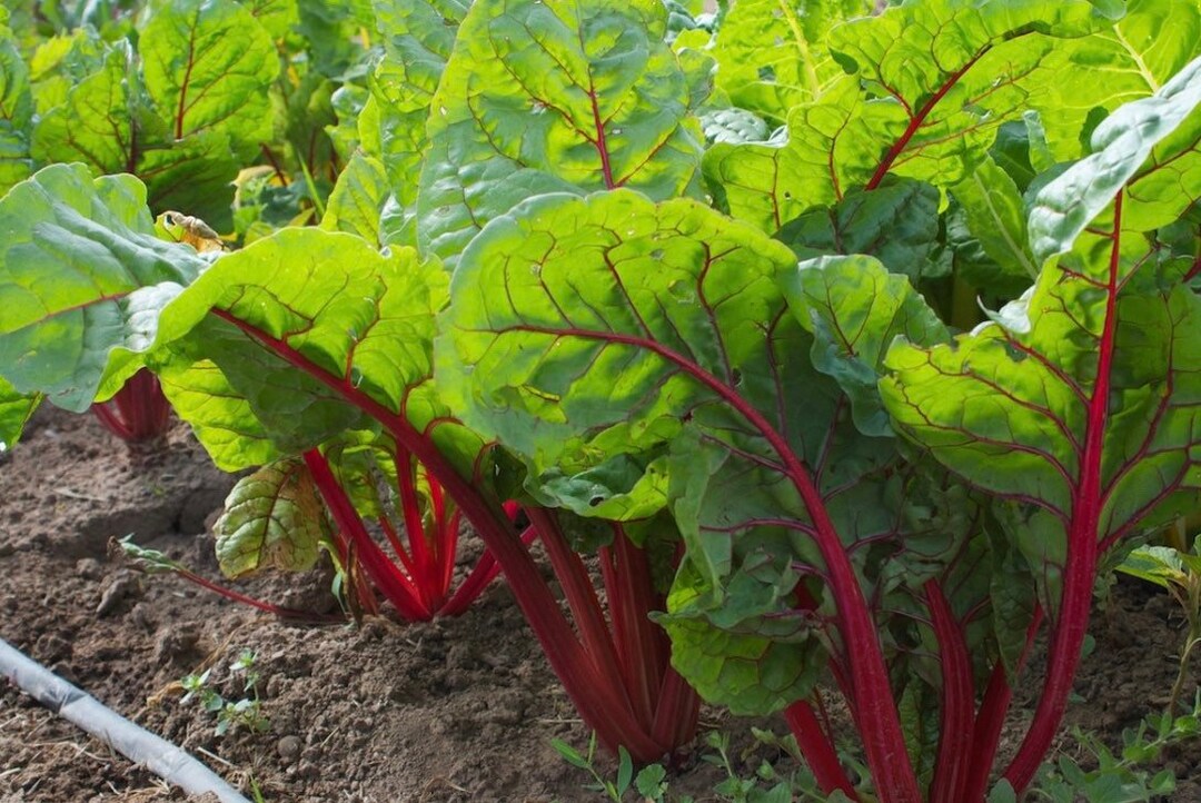 Swiss Chard “ruby Red” Seeds - Etsy