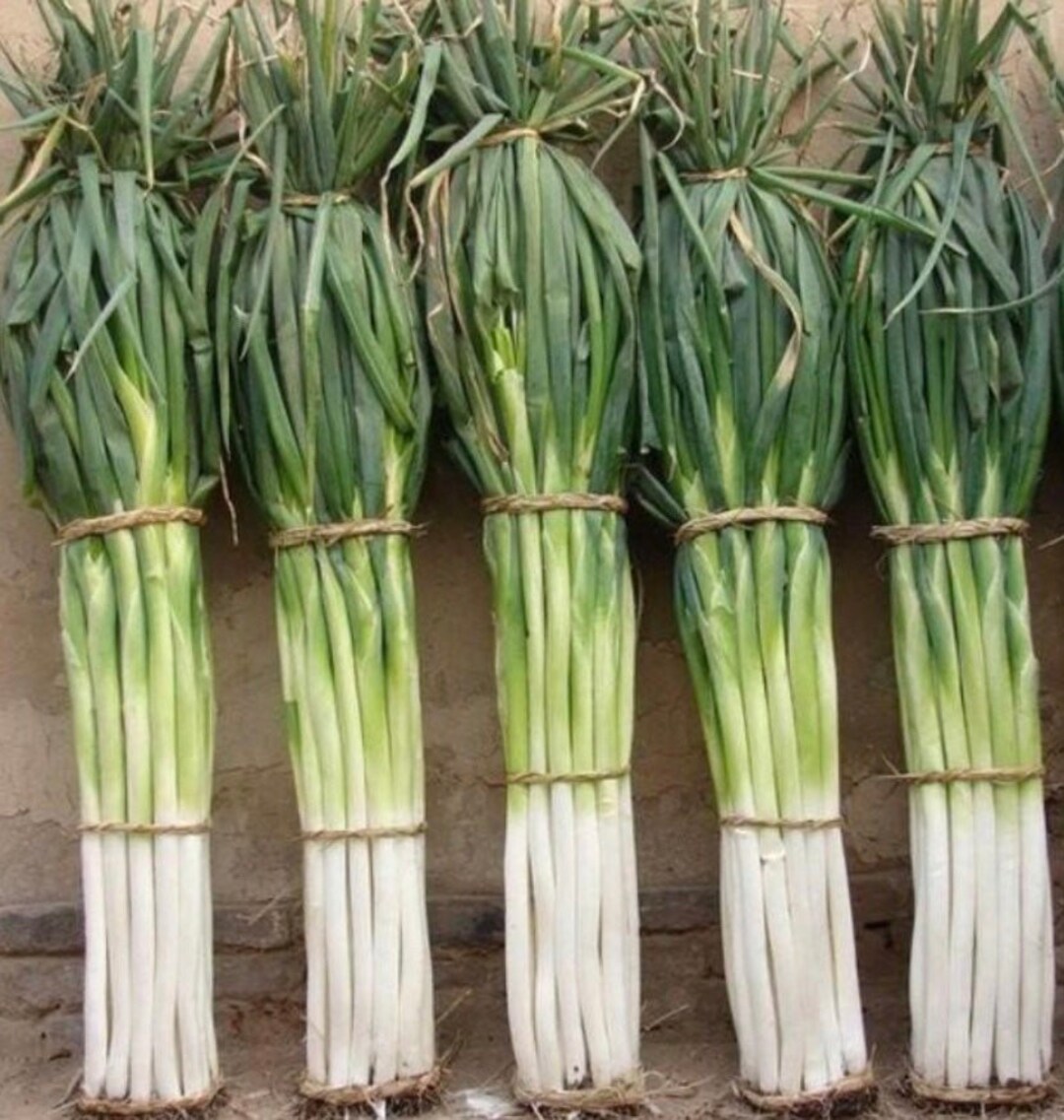 Japanese Bunching Onion “ishikura Improve” Asian Vegetables - Etsy