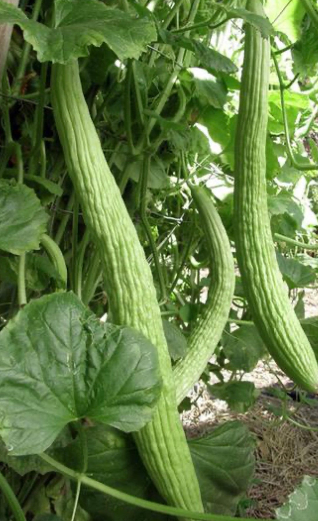 Armenian Yard-long Cucumber Seed - Etsy