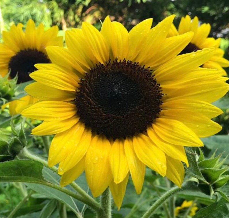 Junior Sunflower Seeds (15 Seeds) - Etsy