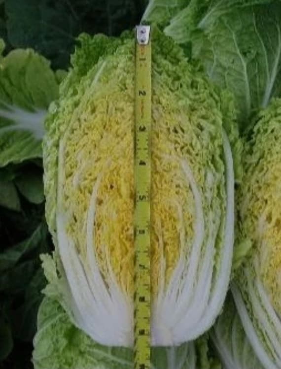 Autumn Express F1 Chinese Cabbage 100 Seeds | Etsy