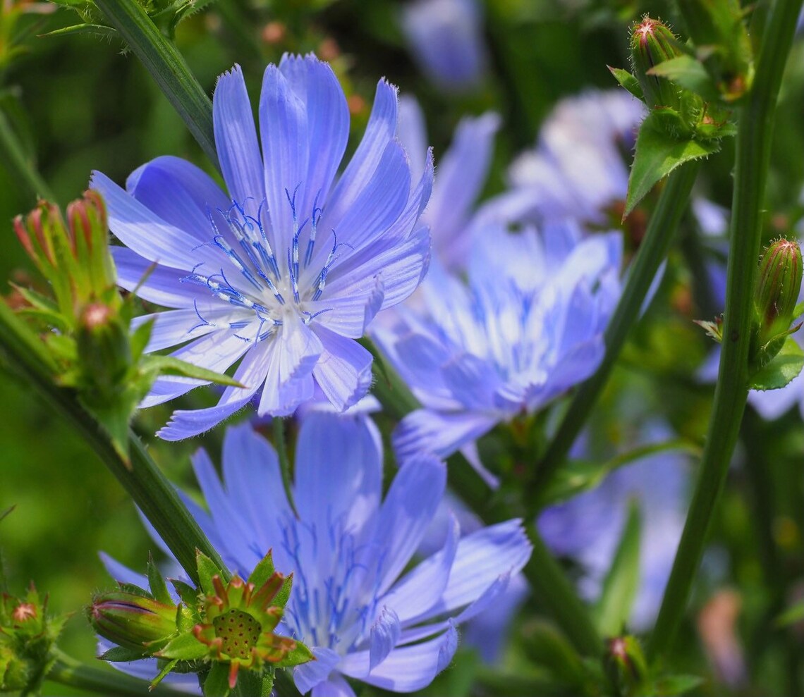 Chicory Flower Seeds (200+ Seeds) - Etsy
